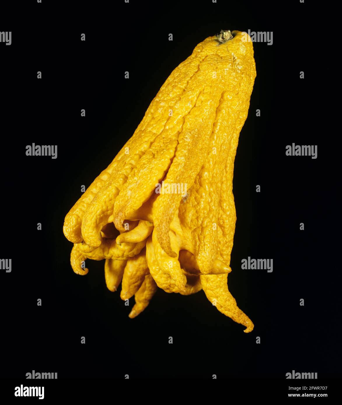Fingered citron (Citrus medica var. sarcodactylis) fruit variety Buddha ...