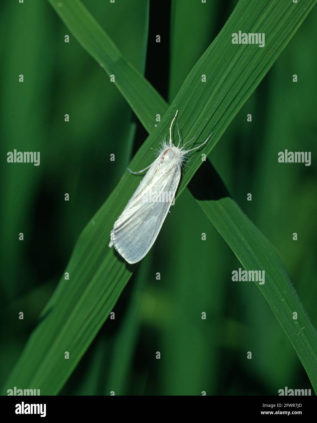 Stem Borer High Resolution Stock Photography and Images - Alamy