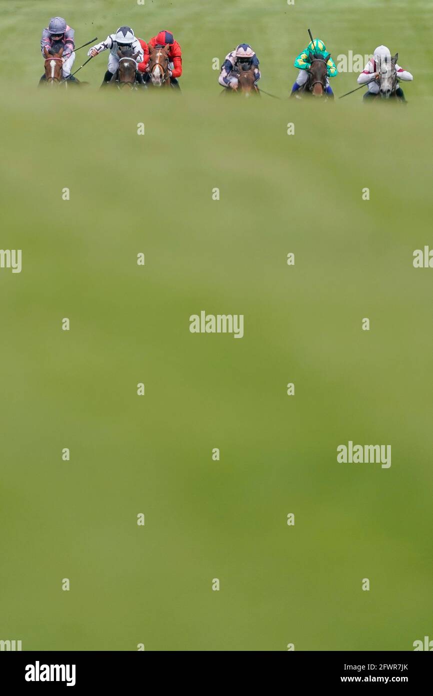 Oscula horse hi-res stock photography and images - Alamy