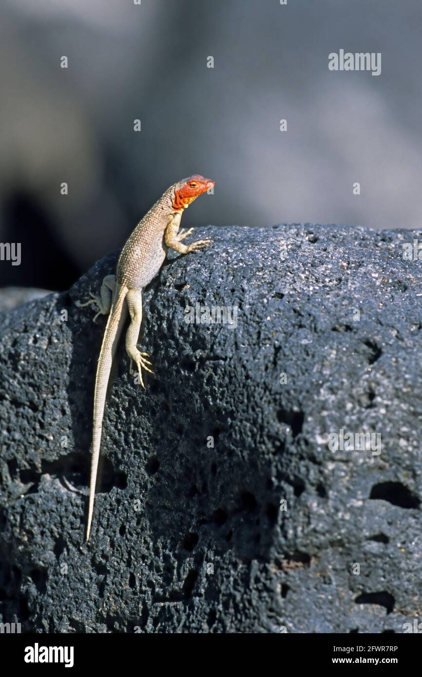 Microlophus albemarensis hi-res stock photography and images - Alamy