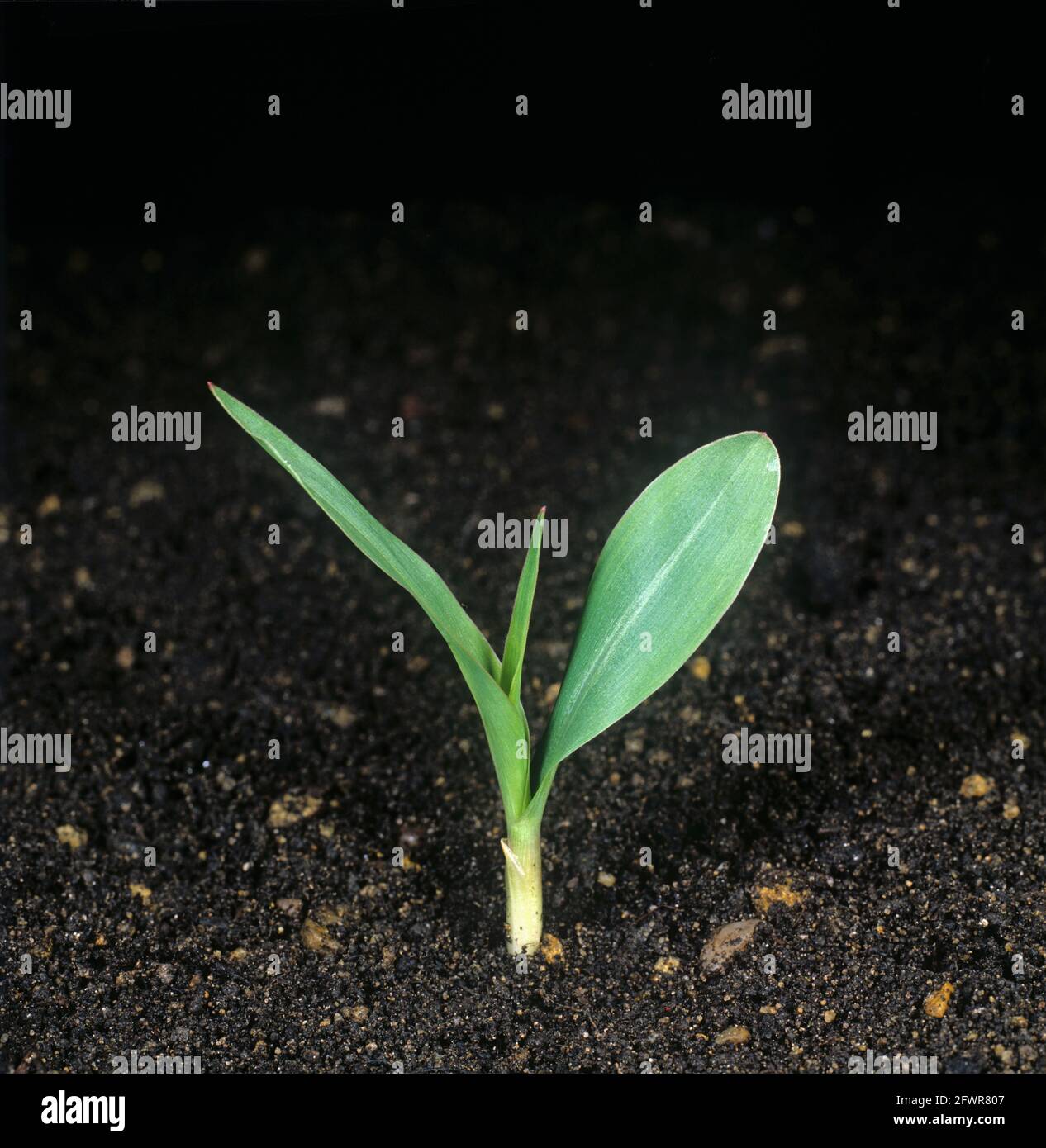 Maize, corn or sweetcorn (Zea mays) seedling with coleoptile or spike ...