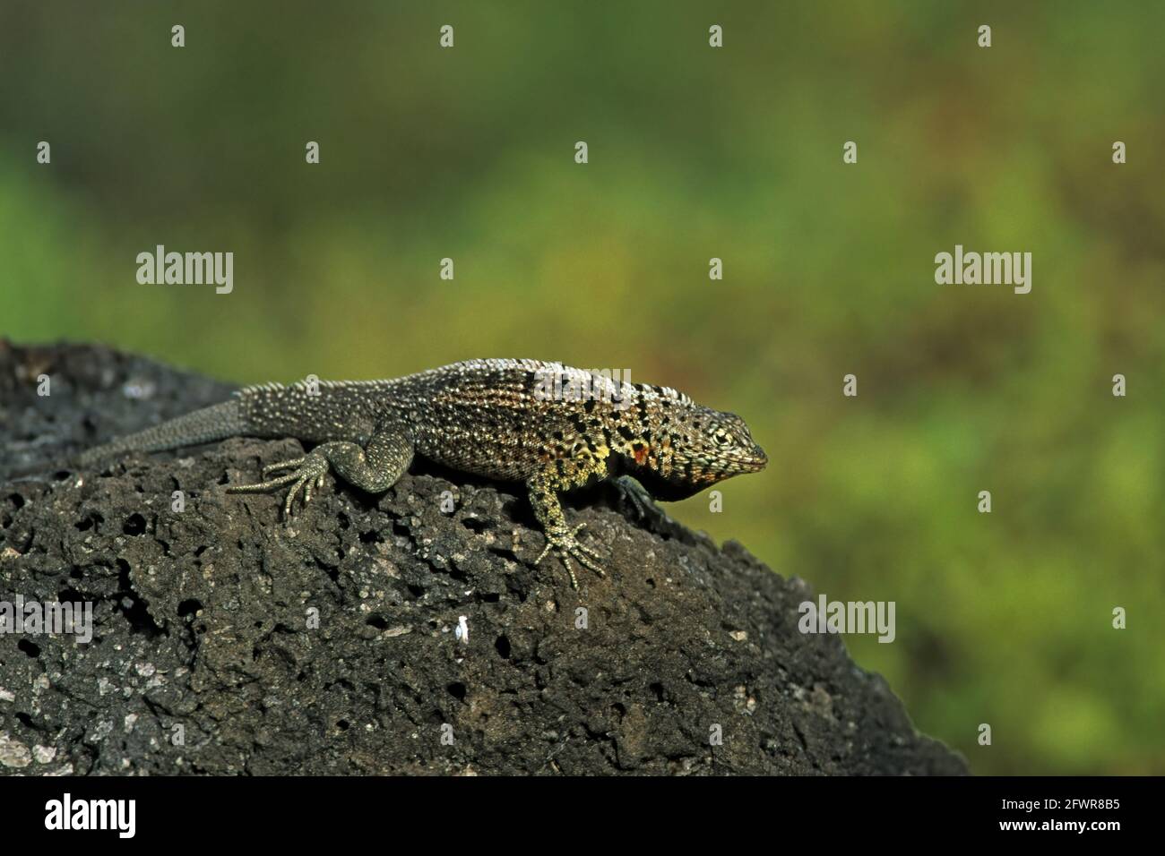 Lizard regenerated tail hi-res stock photography and images - Alamy