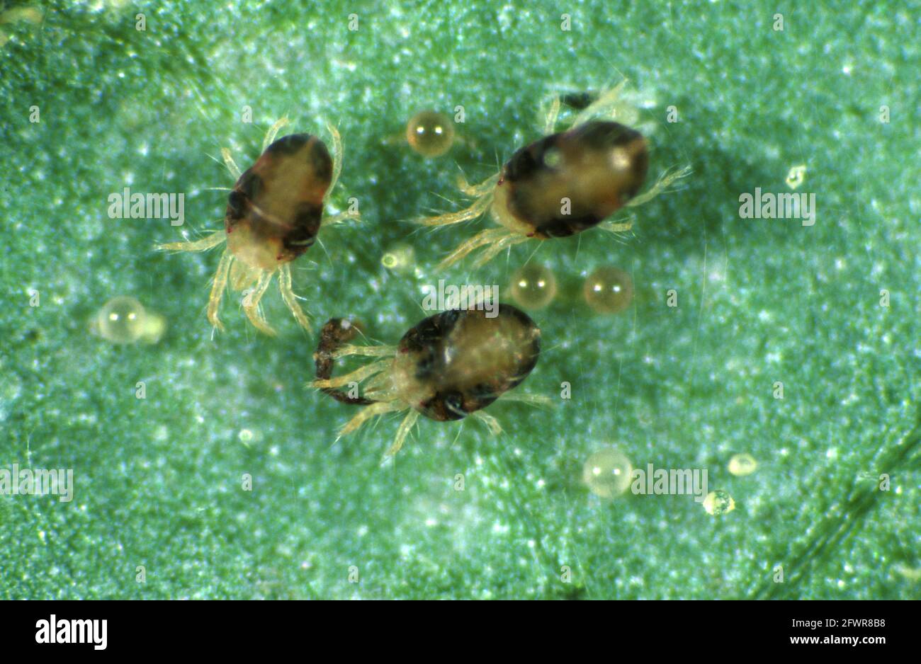 Photomicrograph of two-spotted spider mites or red spider mites ...