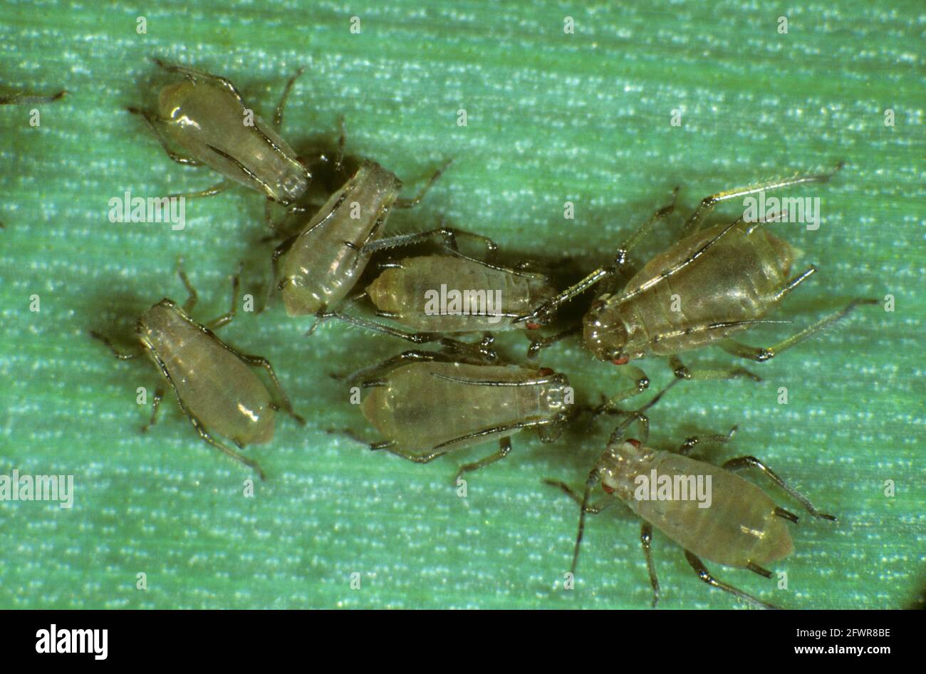 Adult aphid hi-res stock photography and images - Alamy