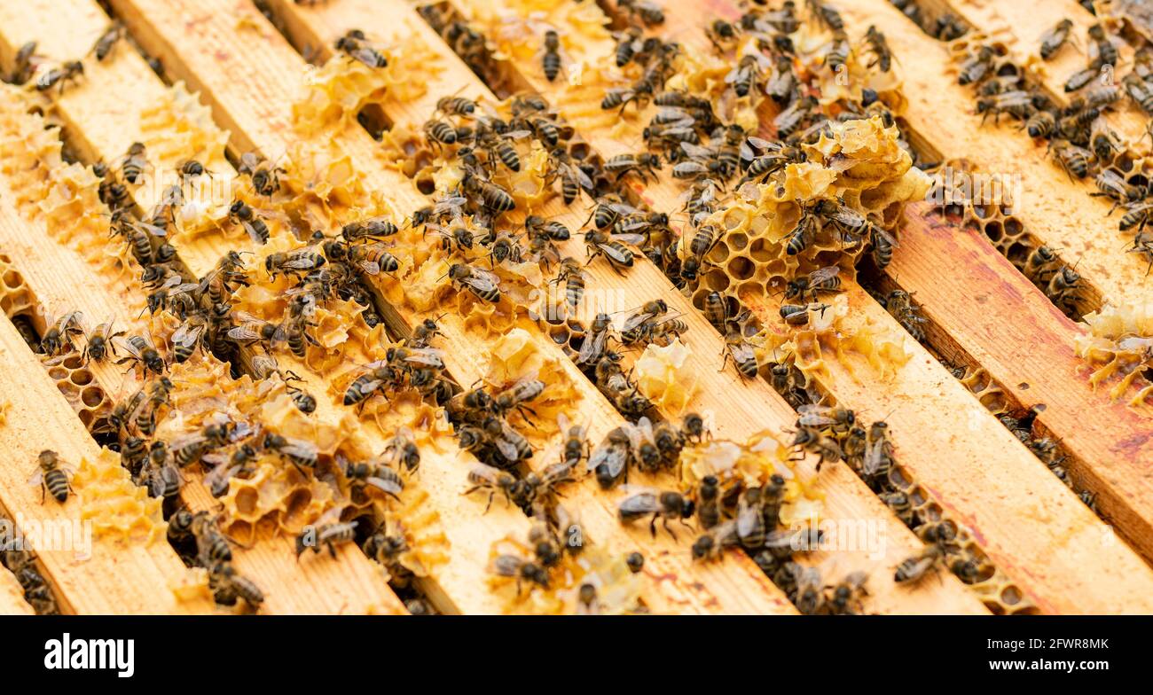 Brood comb hi-res stock photography and images - Alamy