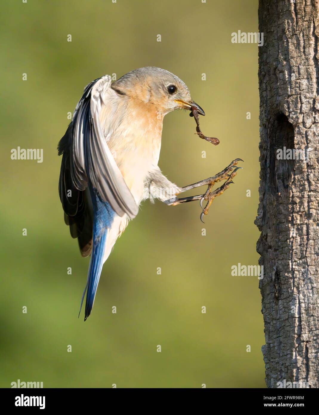 Female Eastern Bluebird returning to Nest Stock Photo - Alamy
