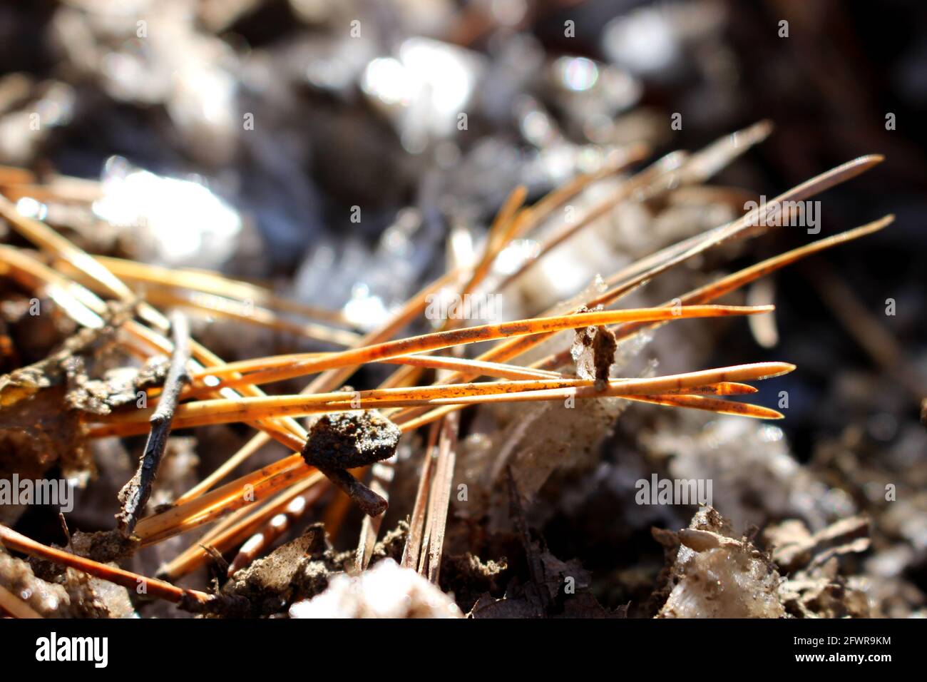 Illuminated sunlight pine needles hi-res stock photography and images ...