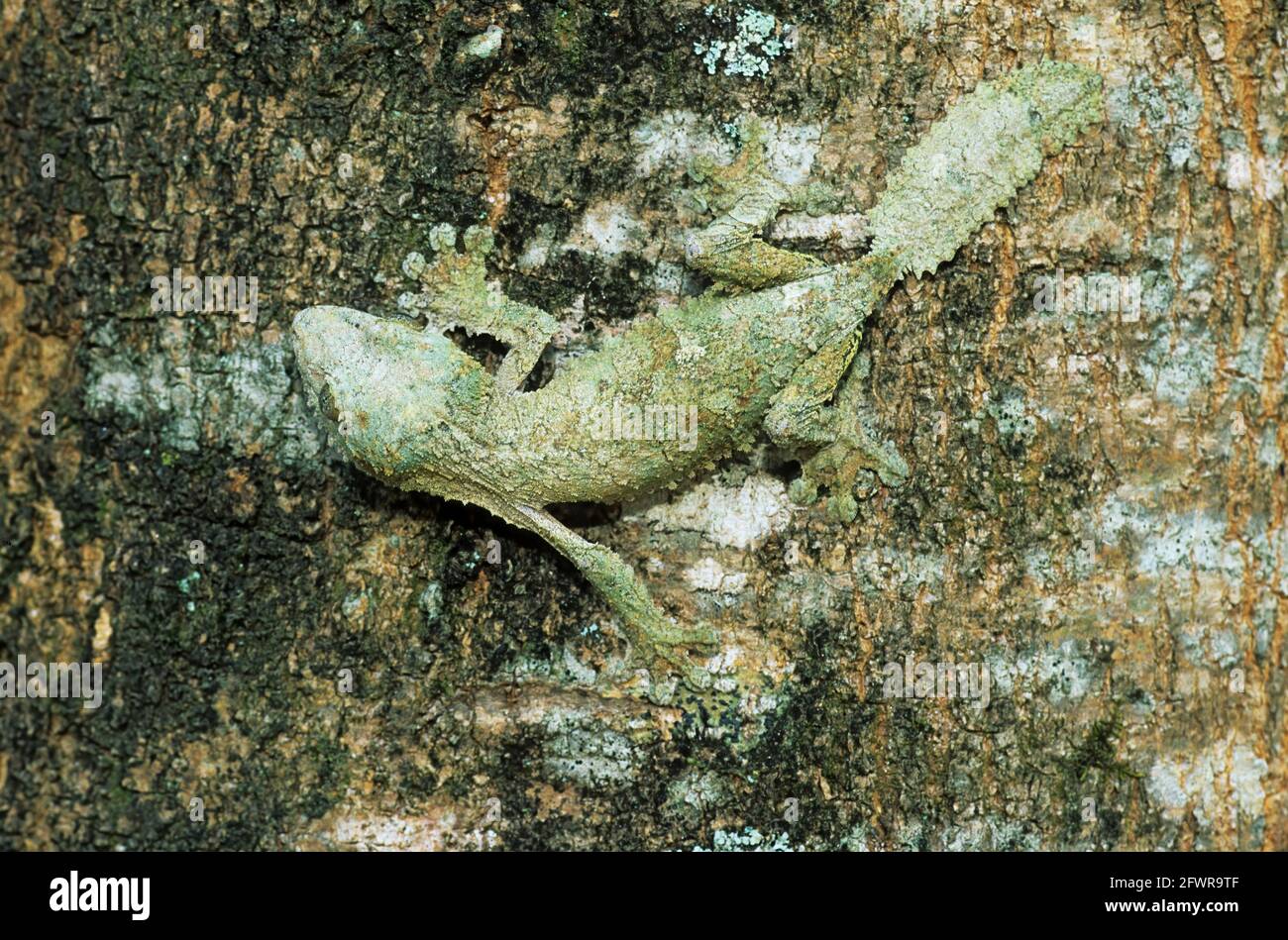 Leaf tailed Gecko - Camouflaged on tree trunk Uroplatus sikorae ...