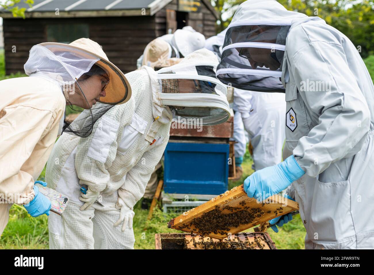 Group of Beekeepers inspecting a hive, looking at a brood frame ...