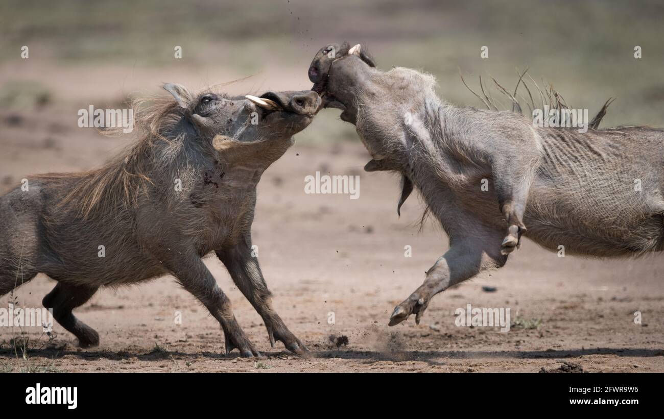 YOU SPIN ME RIGHT ROUND - The left warthog managed to flip the warthog ...