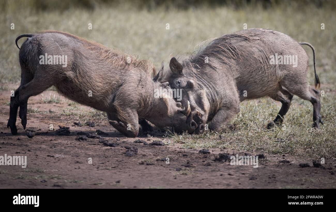 Pigs mating hi-res stock photography and images - Alamy