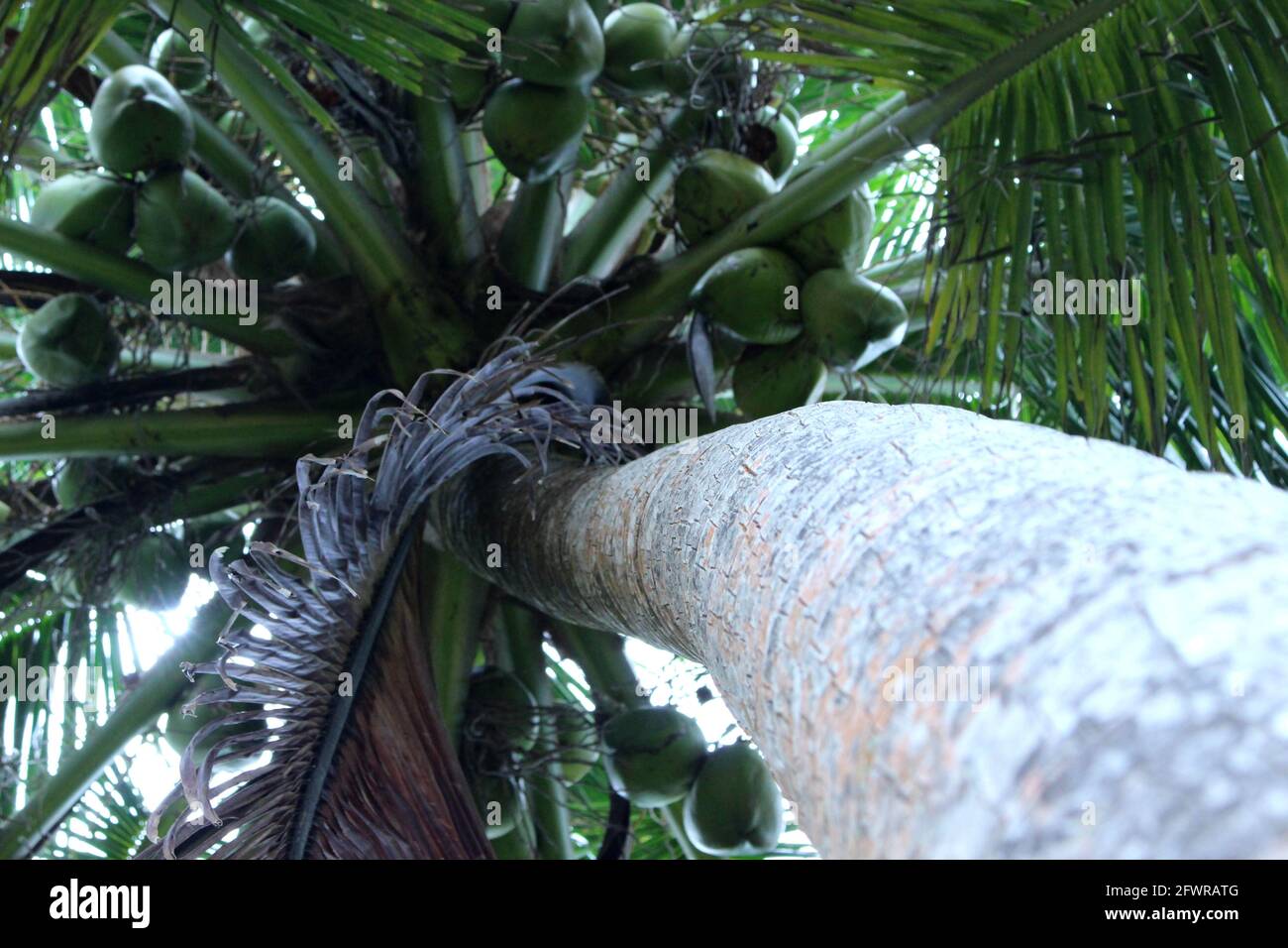 A palm tree heavy with coconuts Stock Photo - Alamy