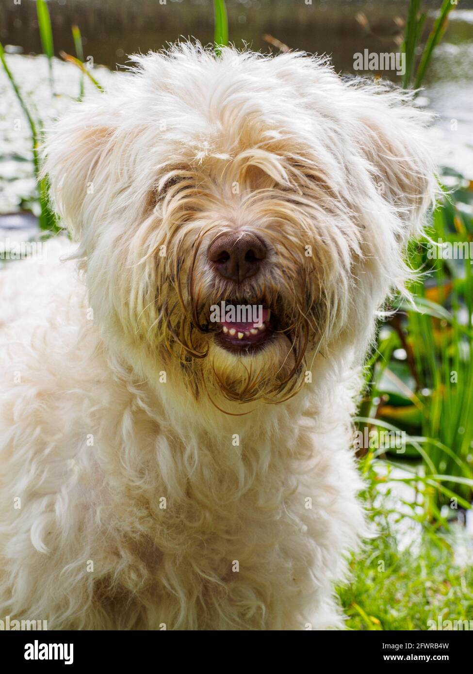 Cute scruffy dog uk hi-res stock photography and images - Alamy