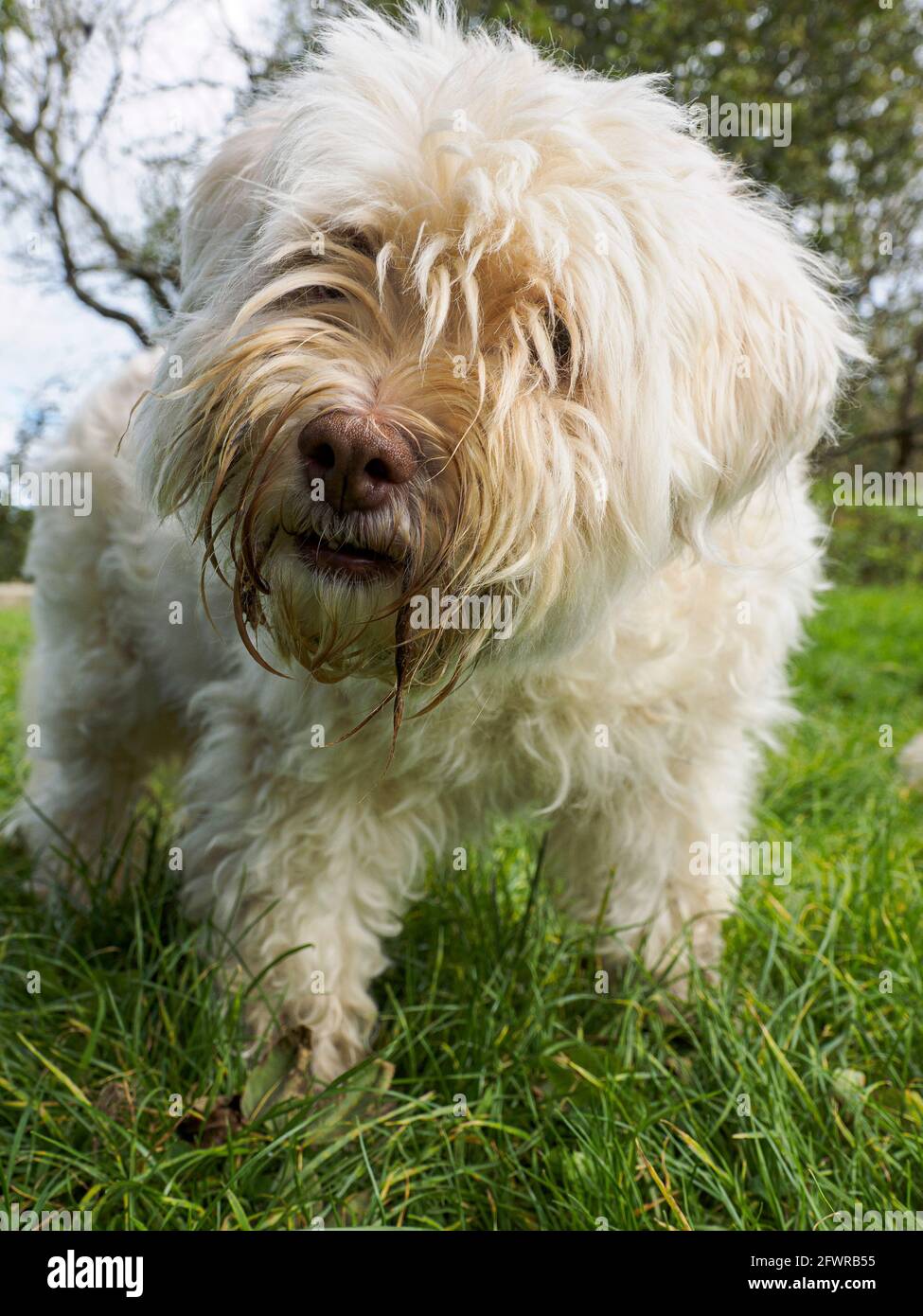 Small scruffy white dog looking at camera, UK Stock Photo - Alamy