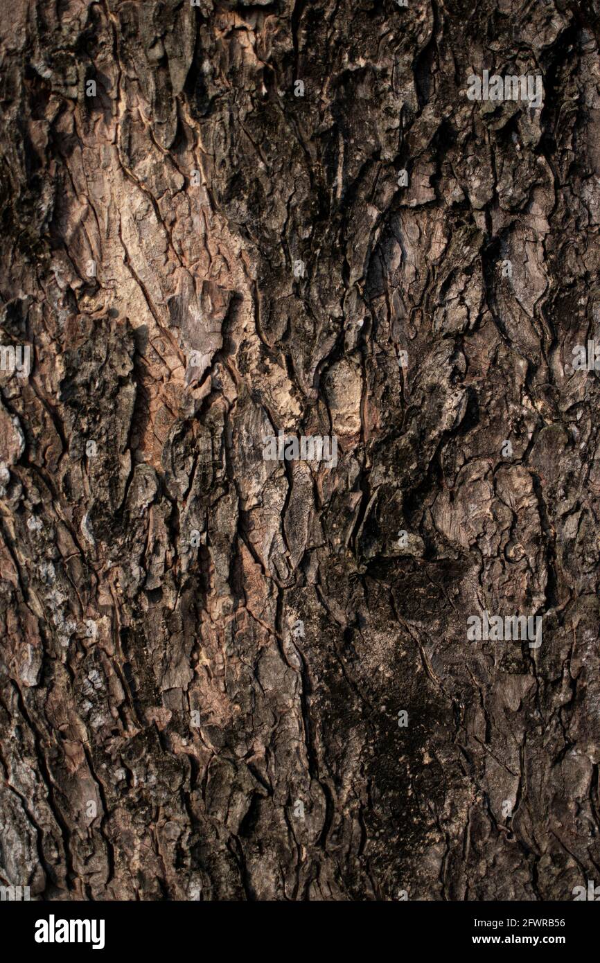 Tree bark texture shadow hi-res stock photography and images - Alamy