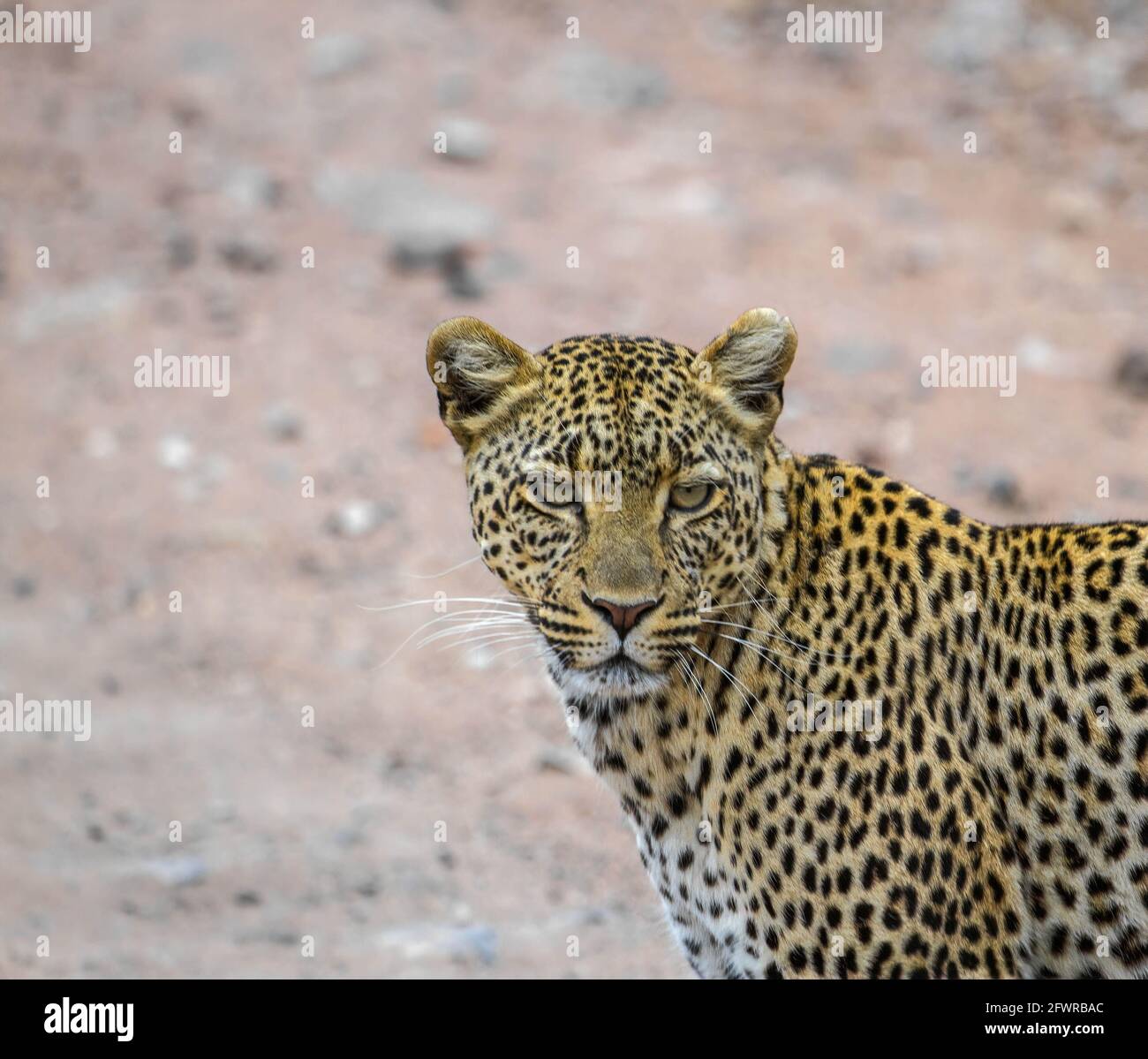 A single leopard close up facing forward on safari in Africa Stock ...