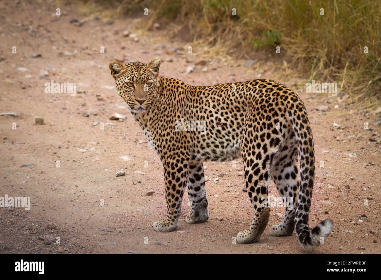 A single leopard standing in the road on safari in Africa Stock Photo ...