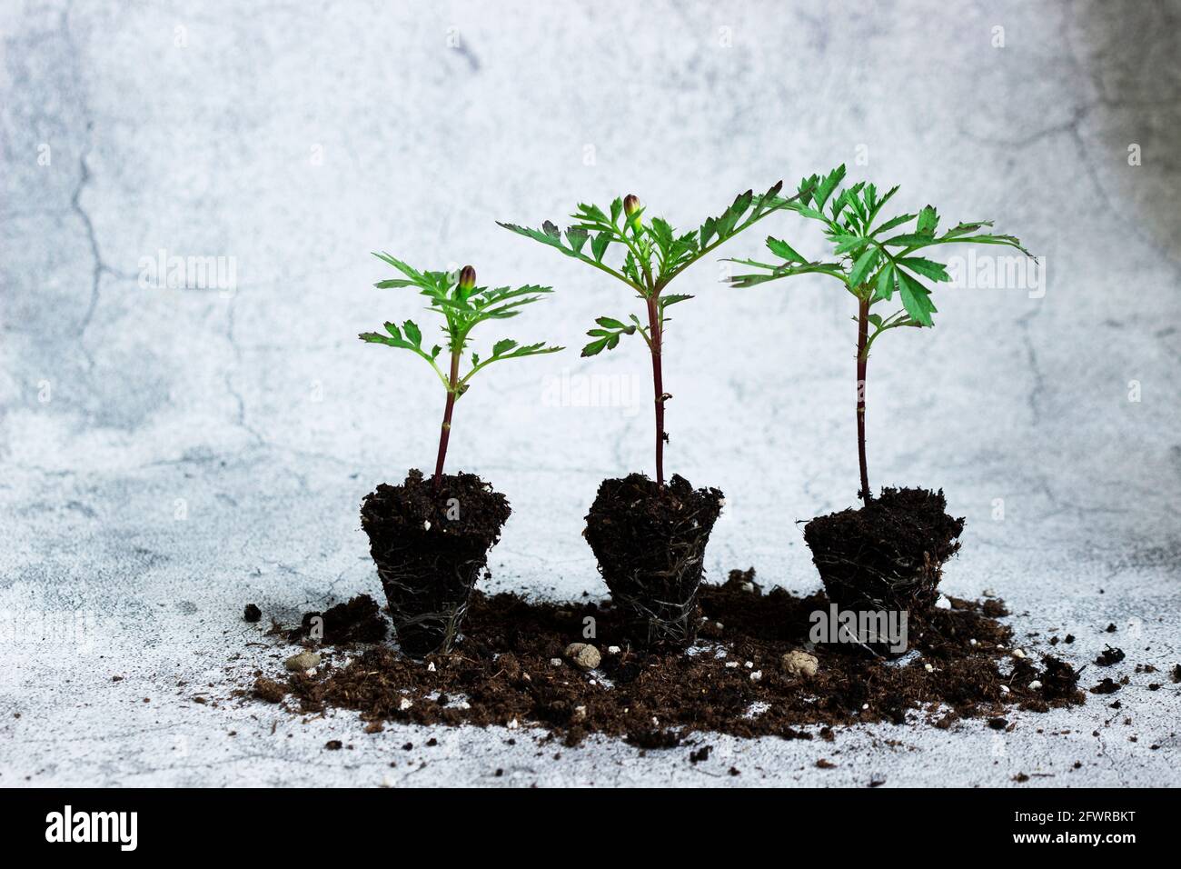Marigold sprout hi-res stock photography and images - Alamy