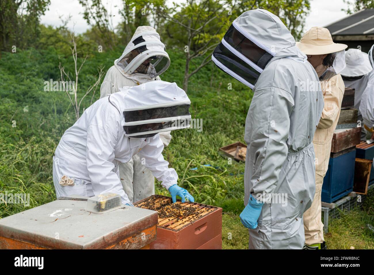 Frame of brood hi-res stock photography and images - Alamy