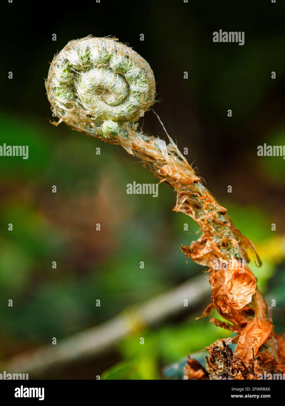 Fern frond curled up, UK Stock Photo - Alamy