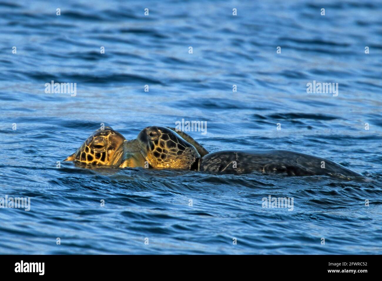 Green sea turtles pair hi-res stock photography and images - Alamy