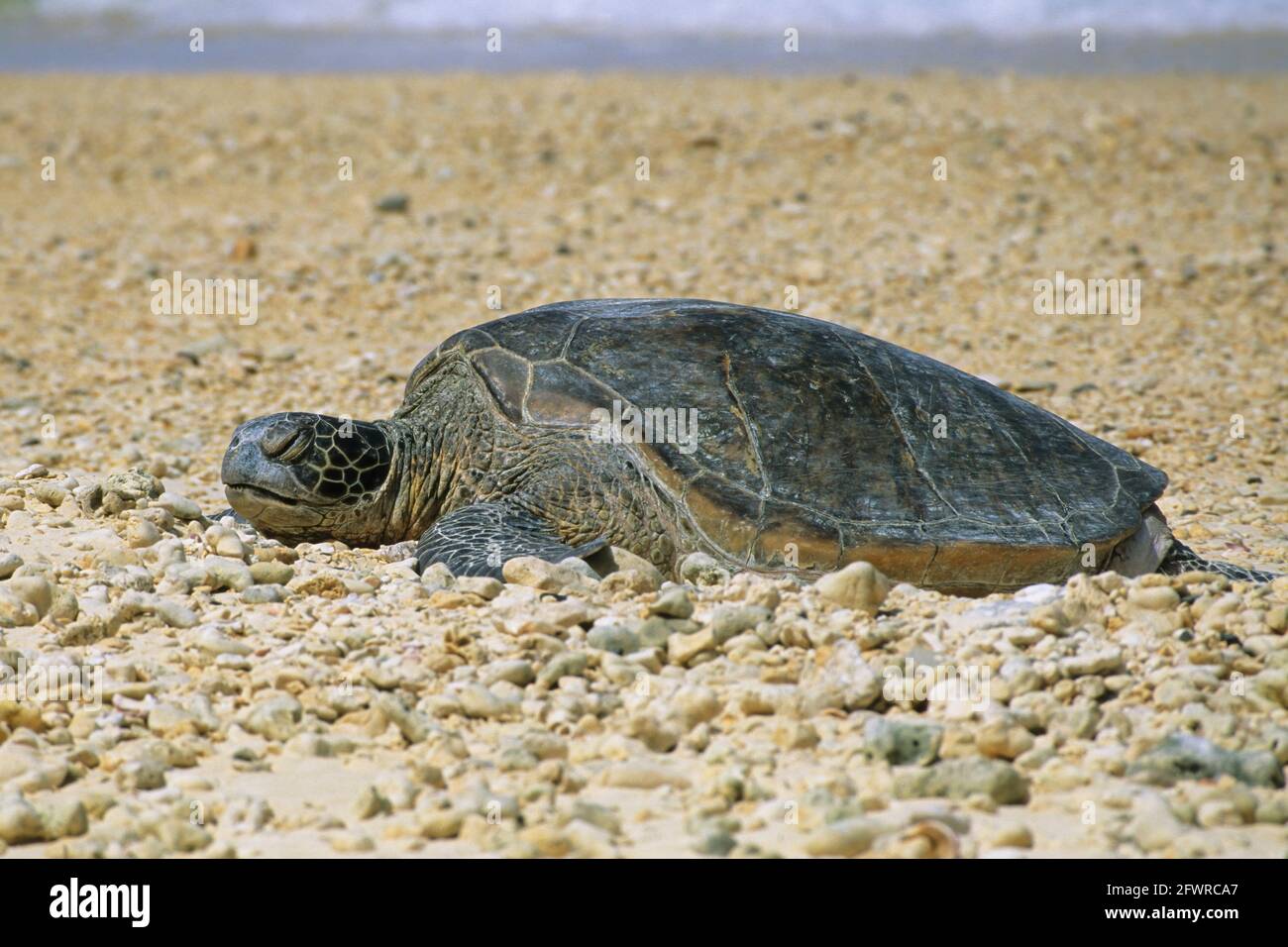 North island green turtles hi-res stock photography and images - Alamy