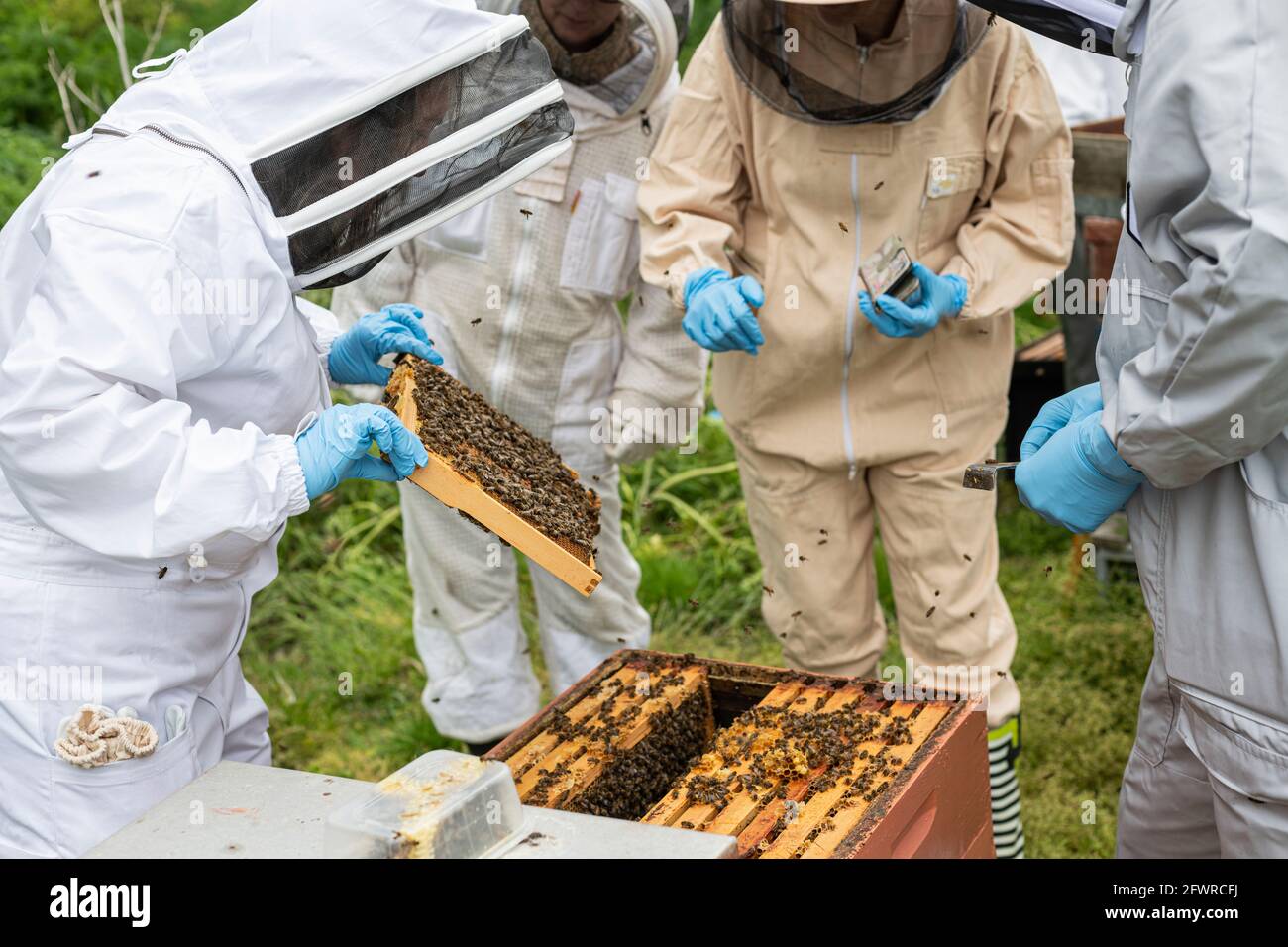 Four Beekeepers Inspecting A Hive Looking At A Brood Frame Beekeeping