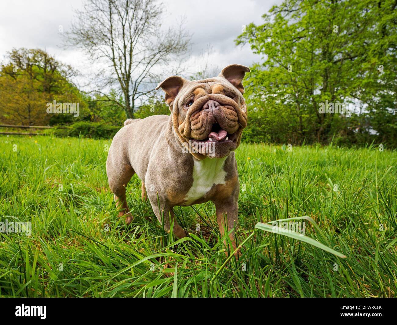 British Bulldog, UK Stock Photo - Alamy