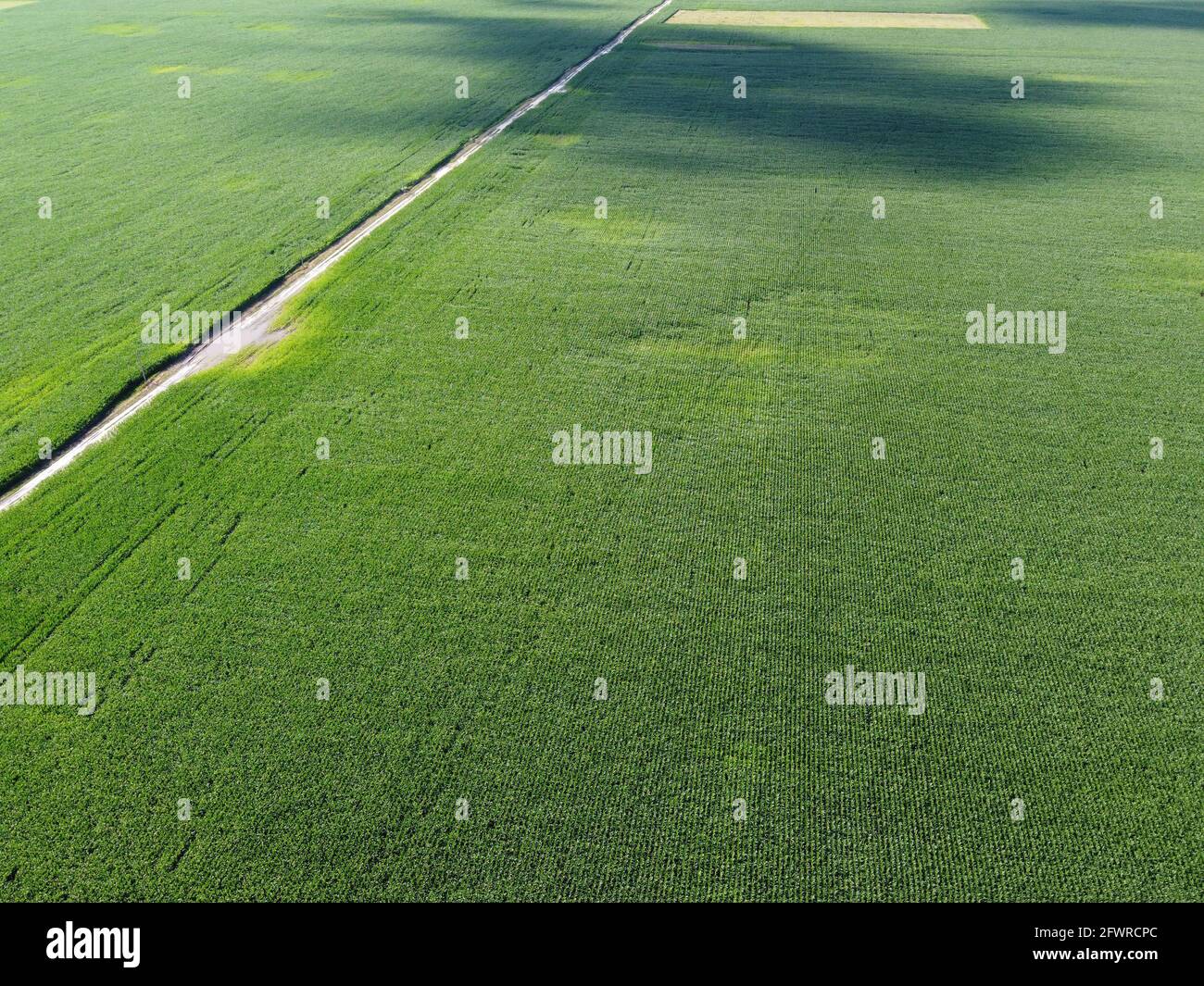 Extensive corn fields, top view. Green farm fields, landscape Stock ...