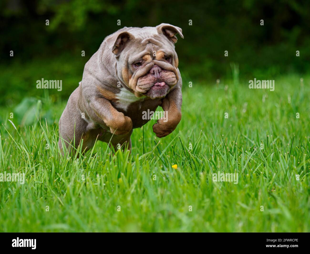 Bulldog jump hi-res stock photography and images - Alamy