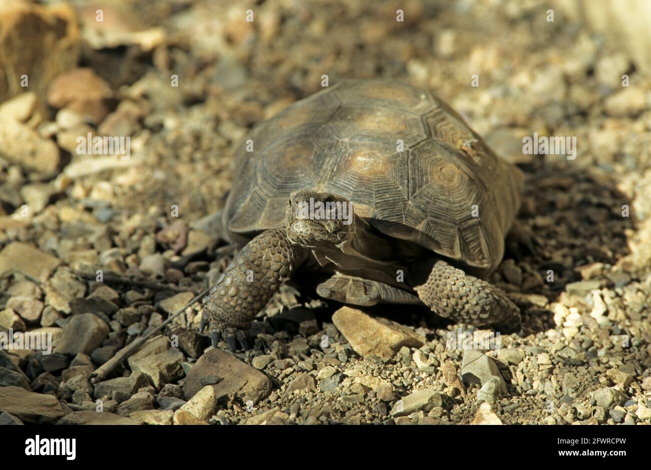 Desert Tortoise Gopherus agassizii Arizona, USA RE000211 Stock Photo ...