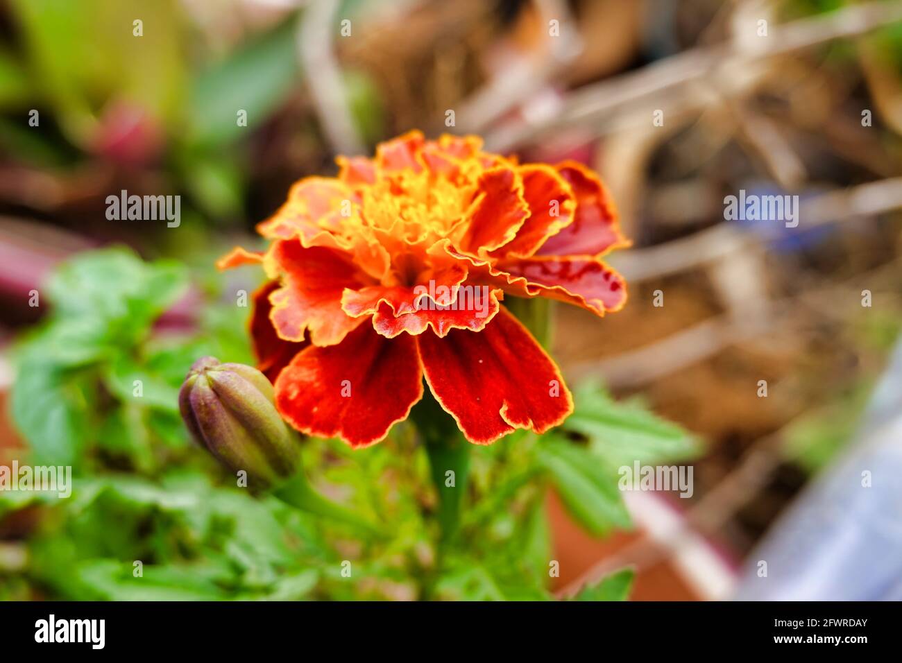 Closeup shot of marigold in the garden Stock Photo - Alamy