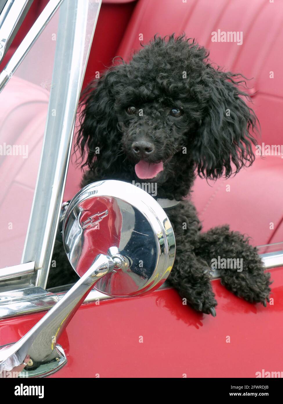 Vertical shot of a black poodle in a red vintage car Stock Photo - Alamy