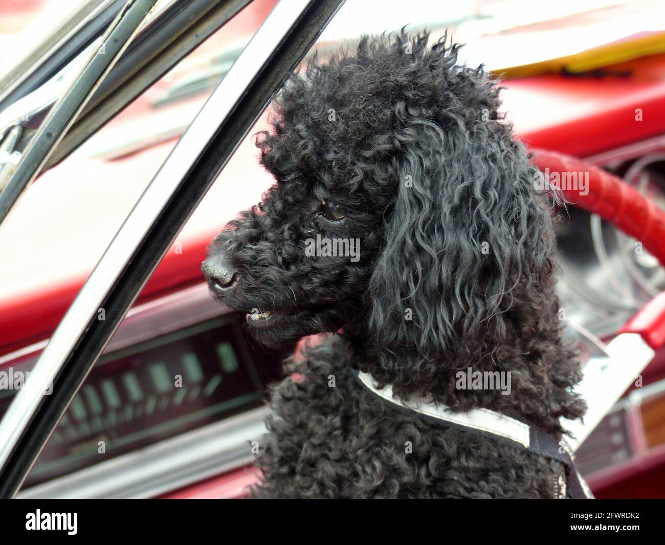 Closeup shot of a black poodle in a red vintage car Stock Photo - Alamy