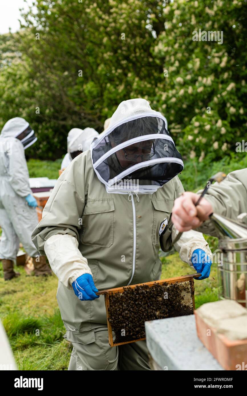 Beekeeping session at the teaching apiary, bee keepers in bee suits ...