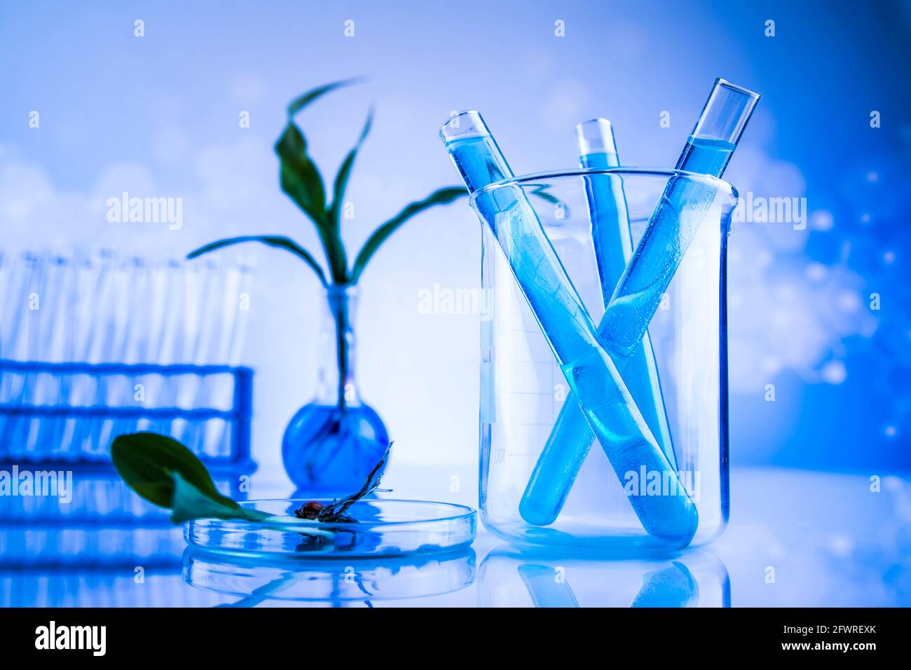 Plant laboratory experimental, Chemical glassware Stock Photo - Alamy