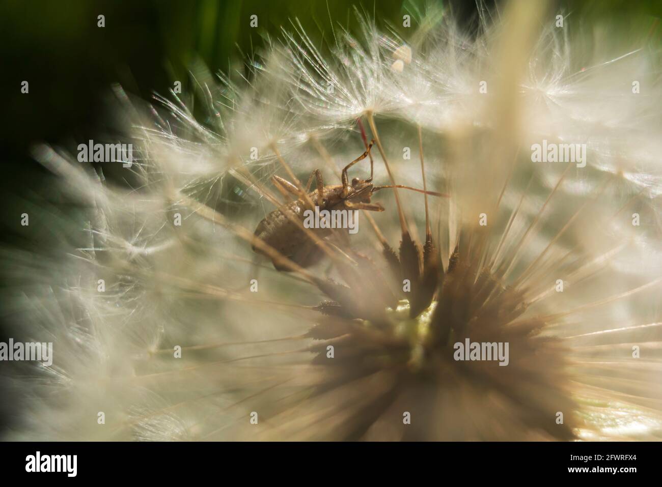 Small bug inside a Dandelion (Taraxacum officinale) ripe fruit, close ...