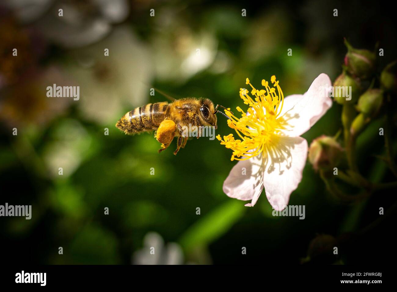 Flower Pollen Flying