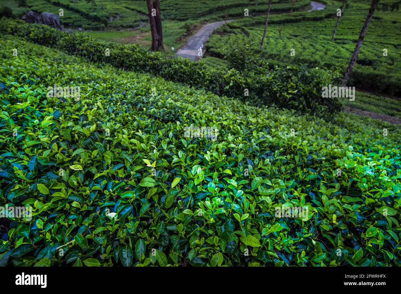 Field tea asia, sri lanka Stock Photo - Alamy