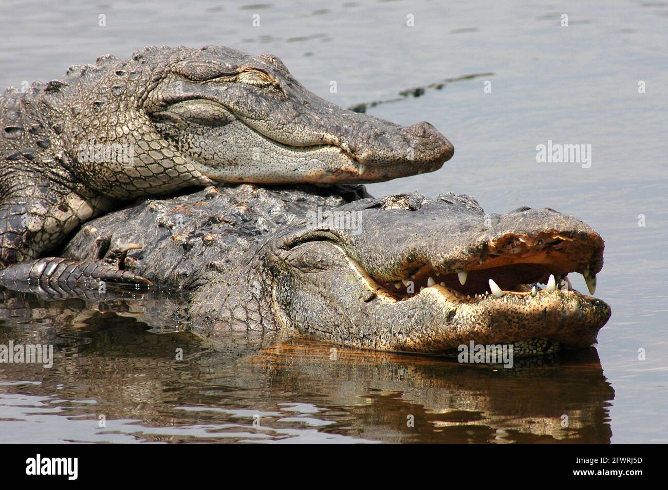 Alligator mating hi-res stock photography and images - Alamy