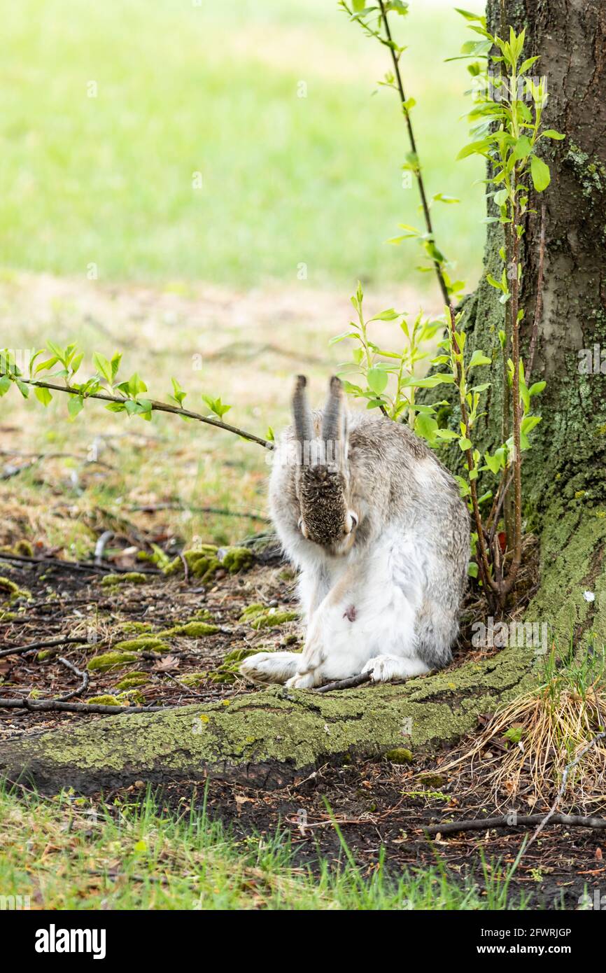 White Tailed Jackrabbit Stock Photo - Alamy