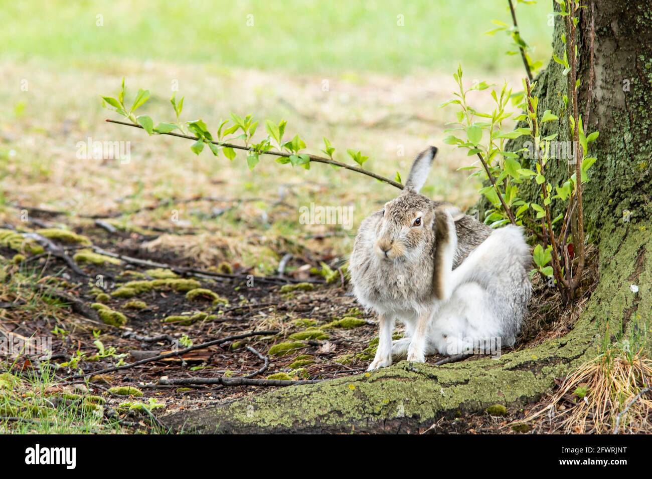 White Tailed Jackrabbit Stock Photo - Alamy