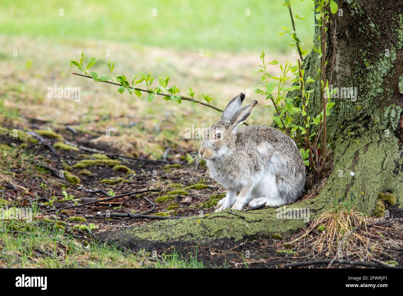 White Tailed Jackrabbit Stock Photo - Alamy