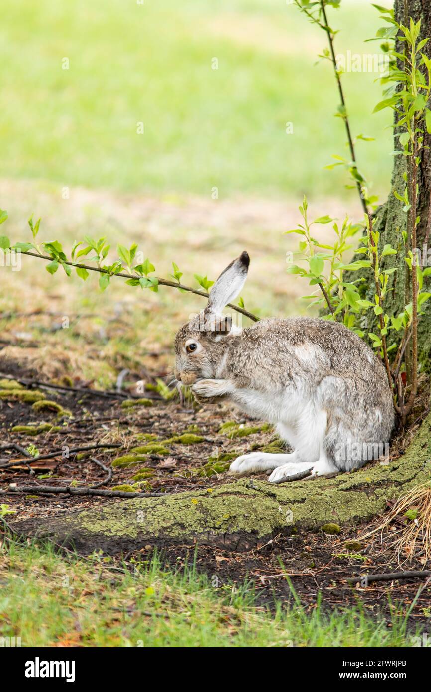 Jackrabbit alberta canada hi-res stock photography and images - Alamy