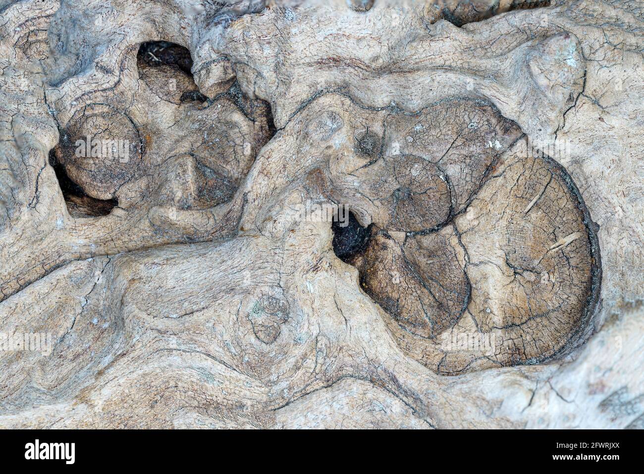 Structure of a tropical root made from several pictures, photographed ...