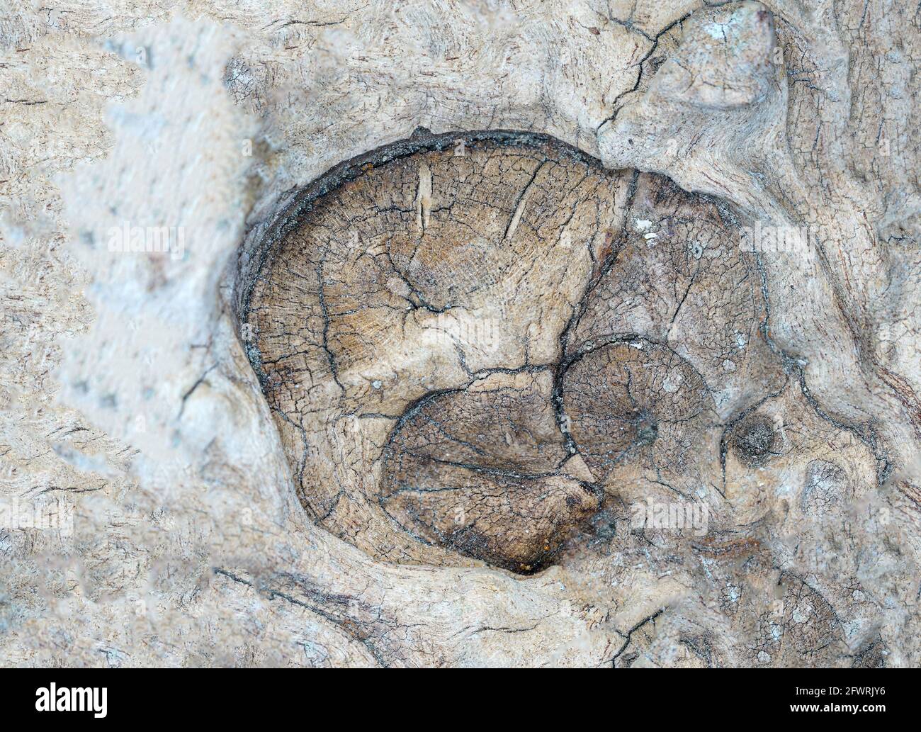Structure of a tropical root made from several pictures, photographed ...