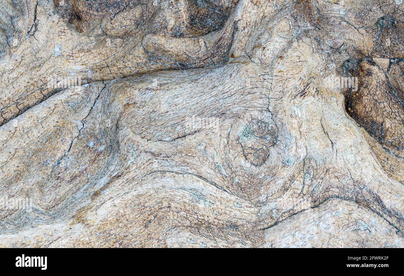 Structure of a tropical root made from several pictures, photographed ...