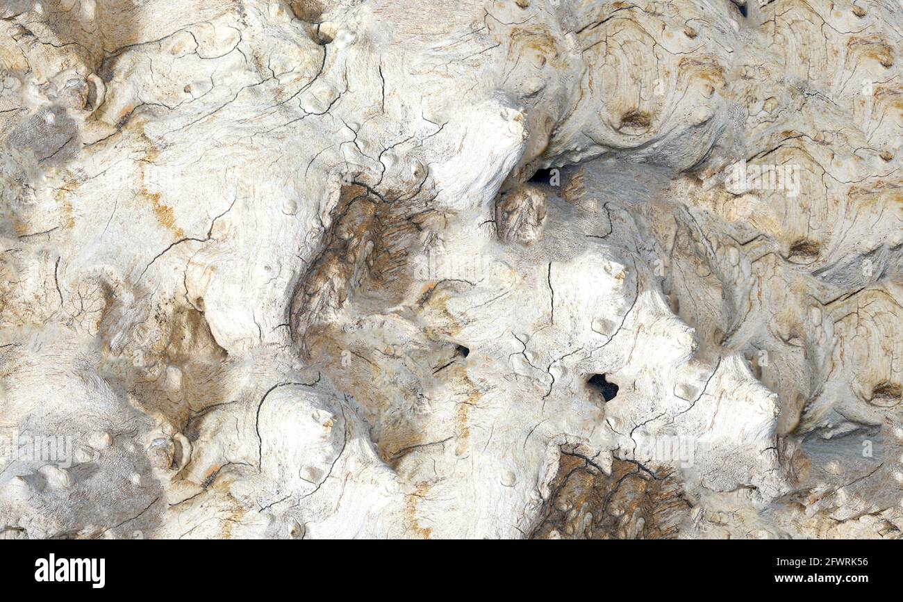 Structure of a tropical root made from several pictures, photographed ...