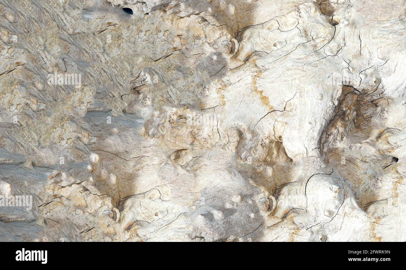 Structure of a tropical root made from several pictures, photographed ...