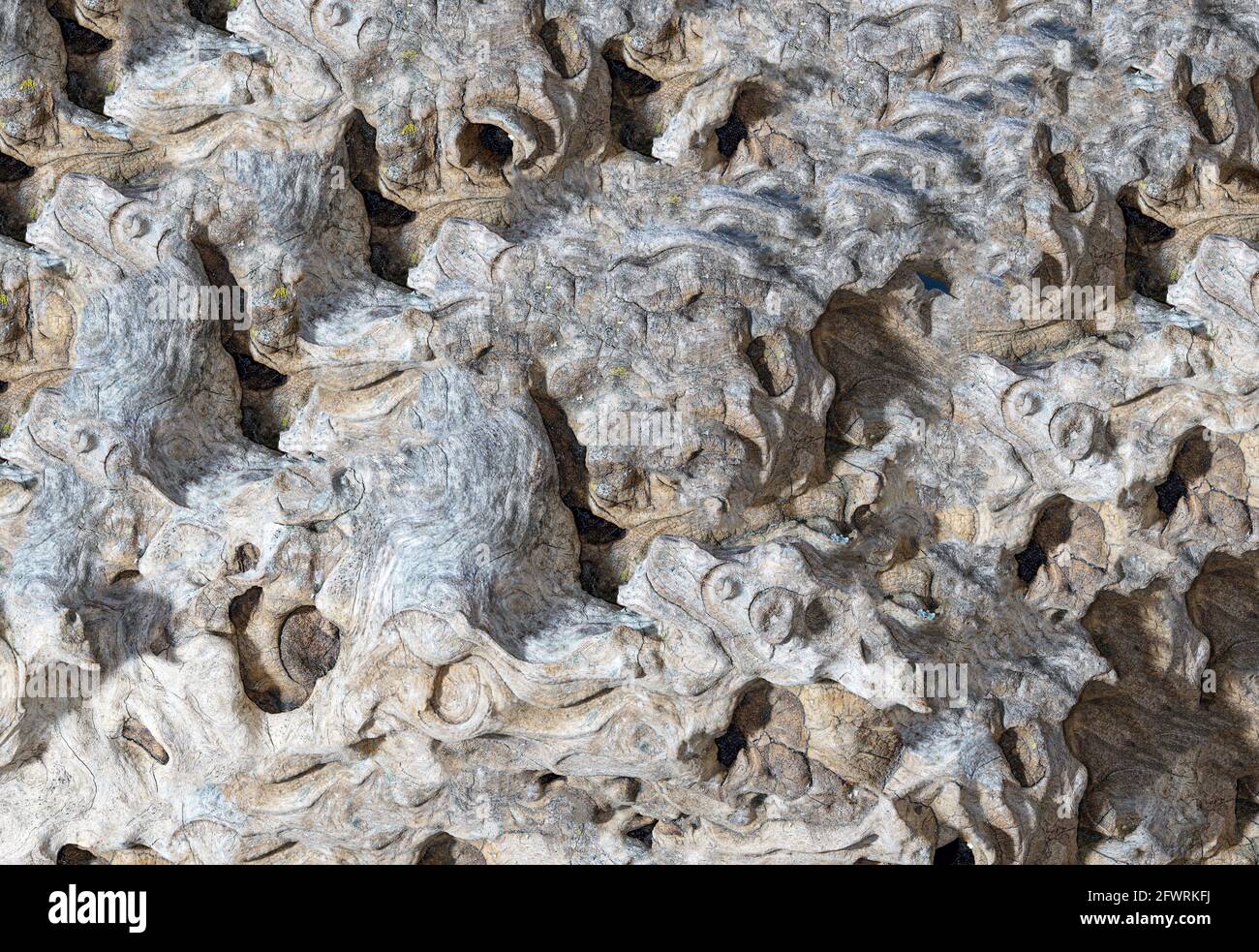 Structure of a tropical root made from several pictures, photographed ...